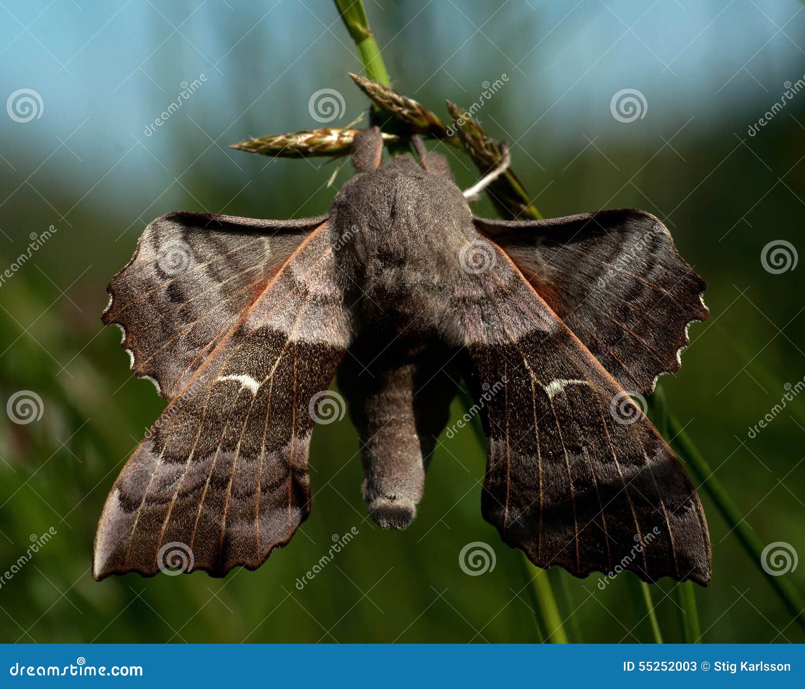 The poplar hawk-moth stock image. Image of beautiful - 55252003