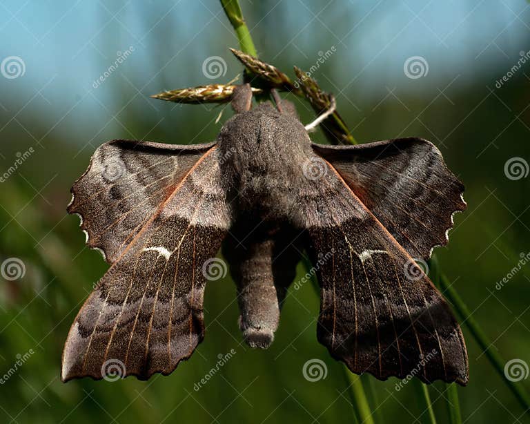 The poplar hawk-moth stock image. Image of beautiful - 55252003