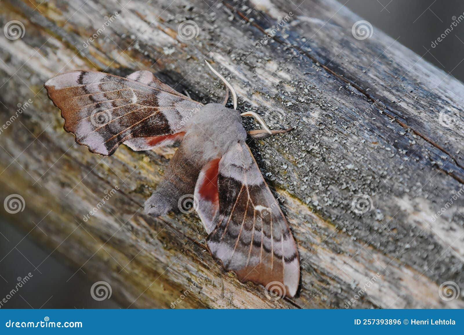 Poplar Hawk-moth (Laothoe Populi) on a Tree Branch. Stock Photo - Image ...