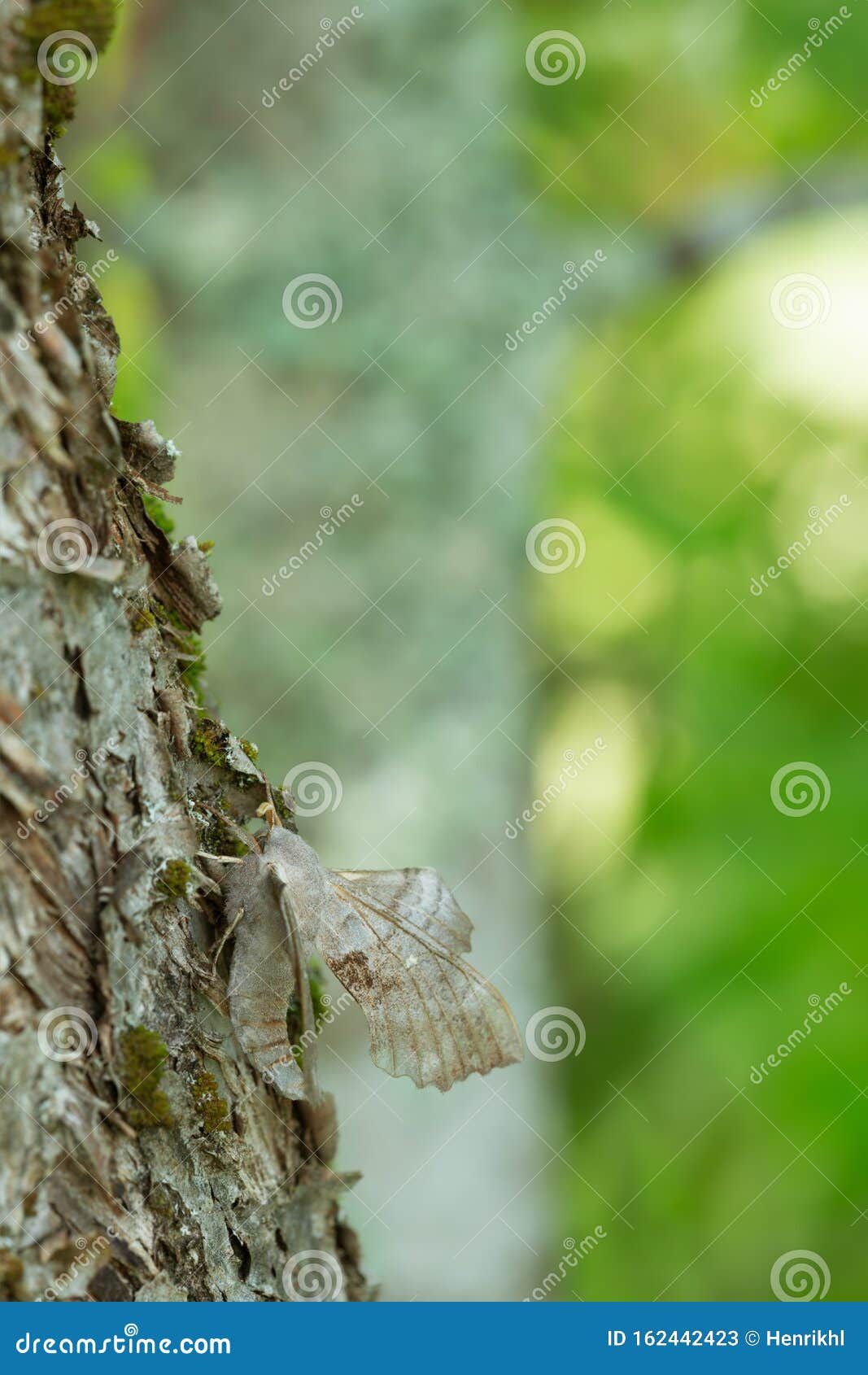 Poplar Hawk-moths Mating Royalty-Free Stock Image | CartoonDealer.com ...