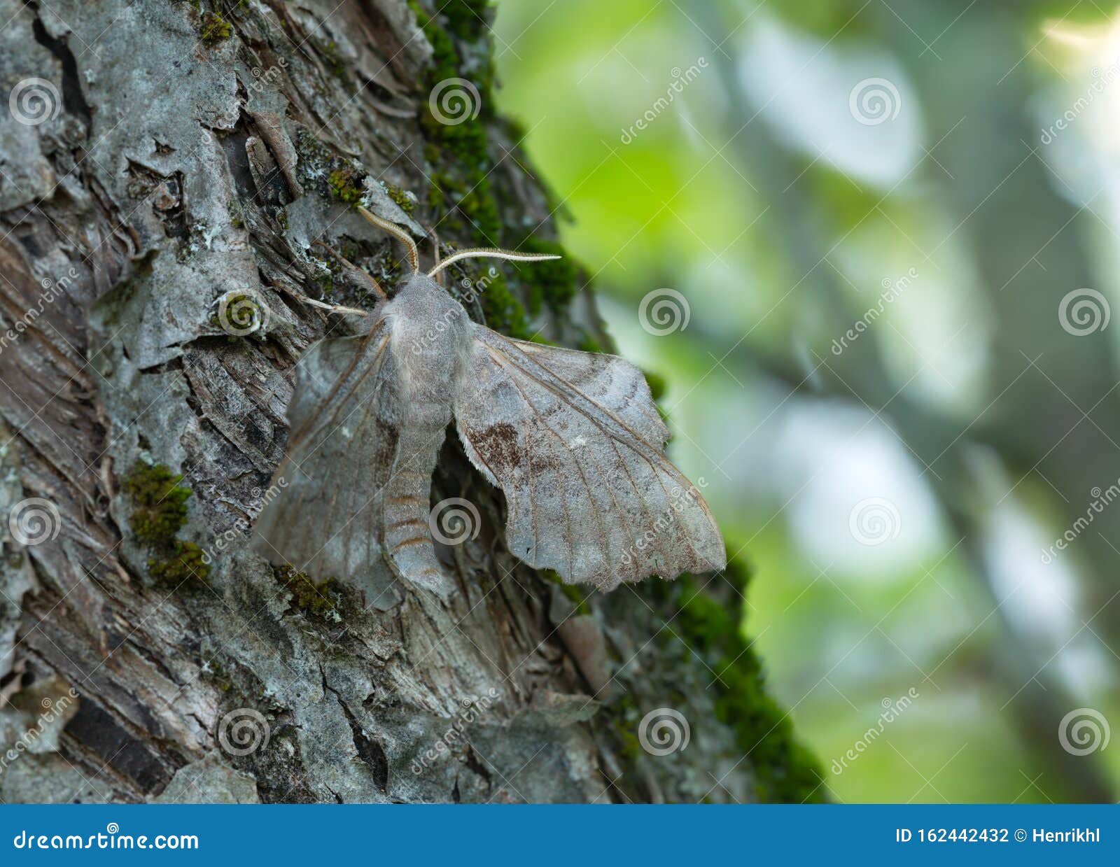 Poplar Hawk-moths Mating Royalty-Free Stock Image | CartoonDealer.com ...