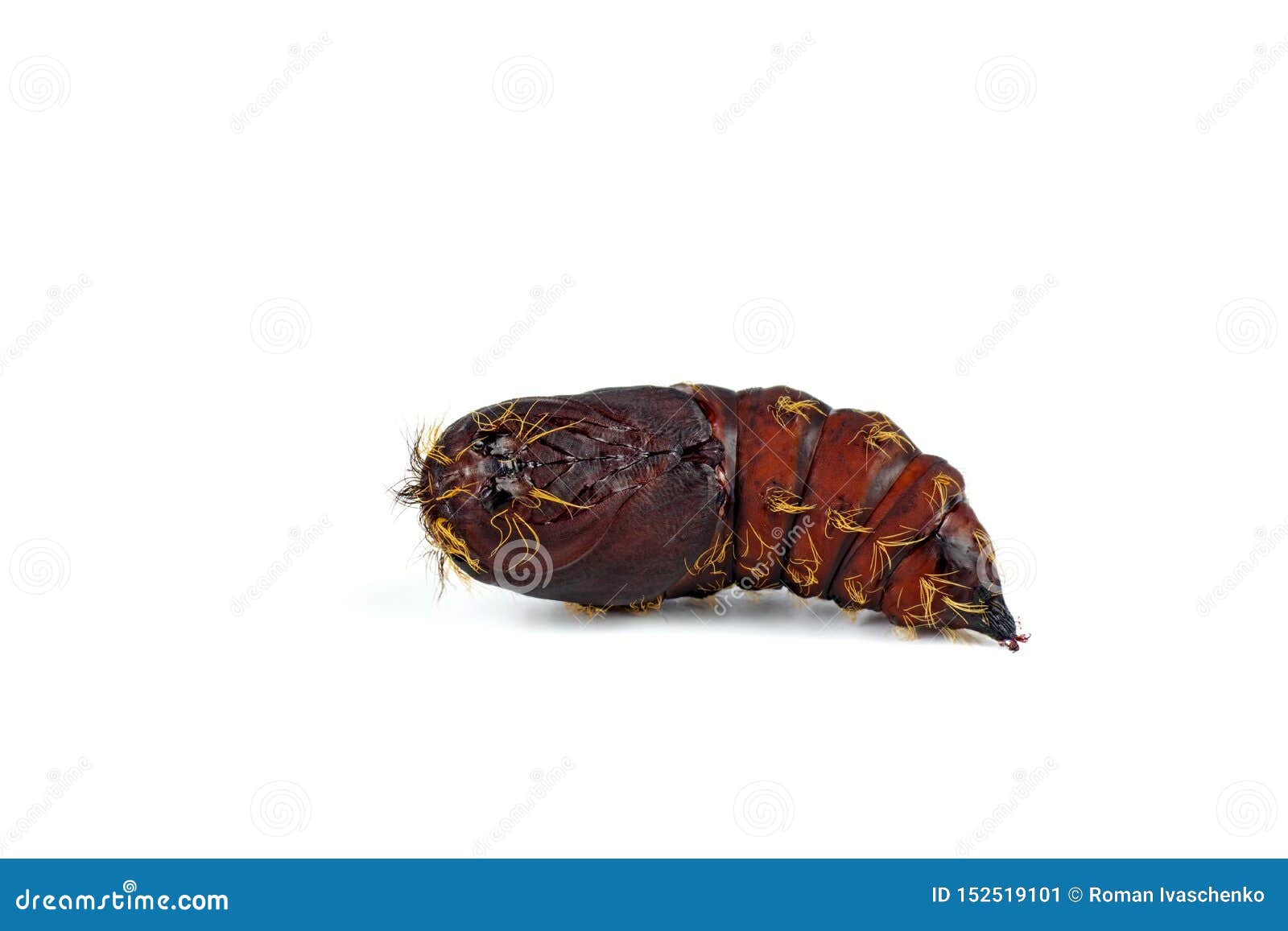 Poplar Hawk-moths Mating Royalty-Free Stock Image | CartoonDealer.com ...