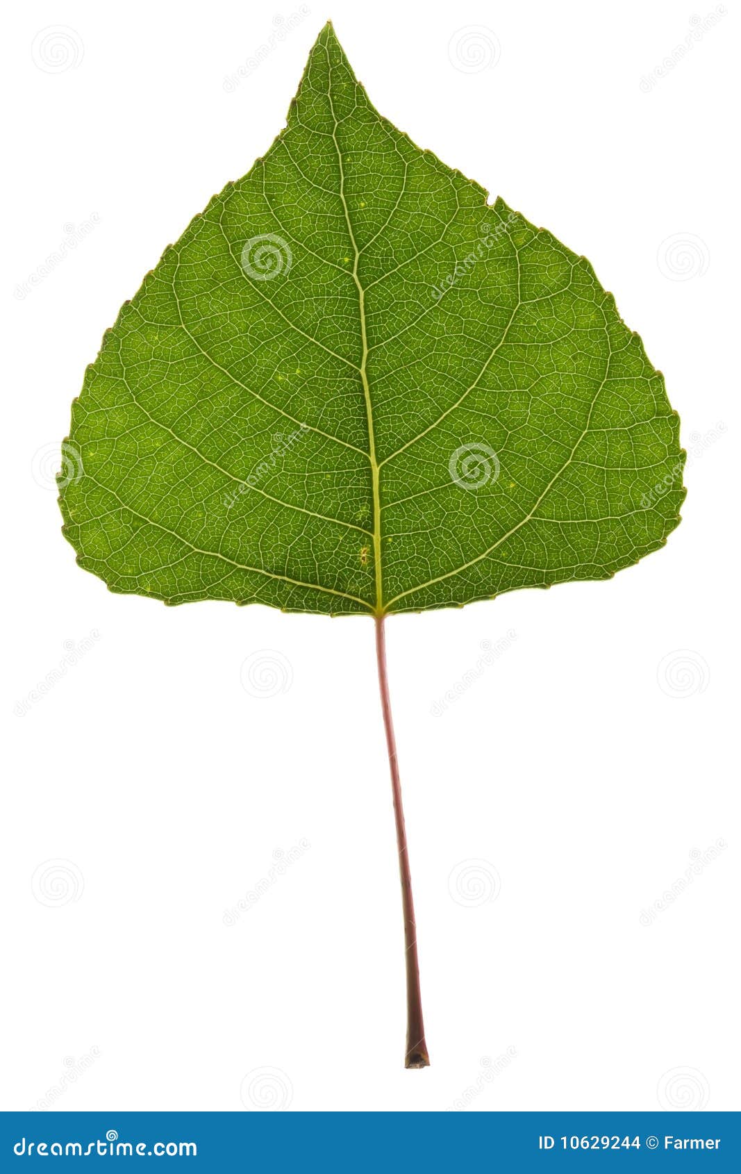 Poplar leaf stock photo. Image of environmental, spring - 10629244