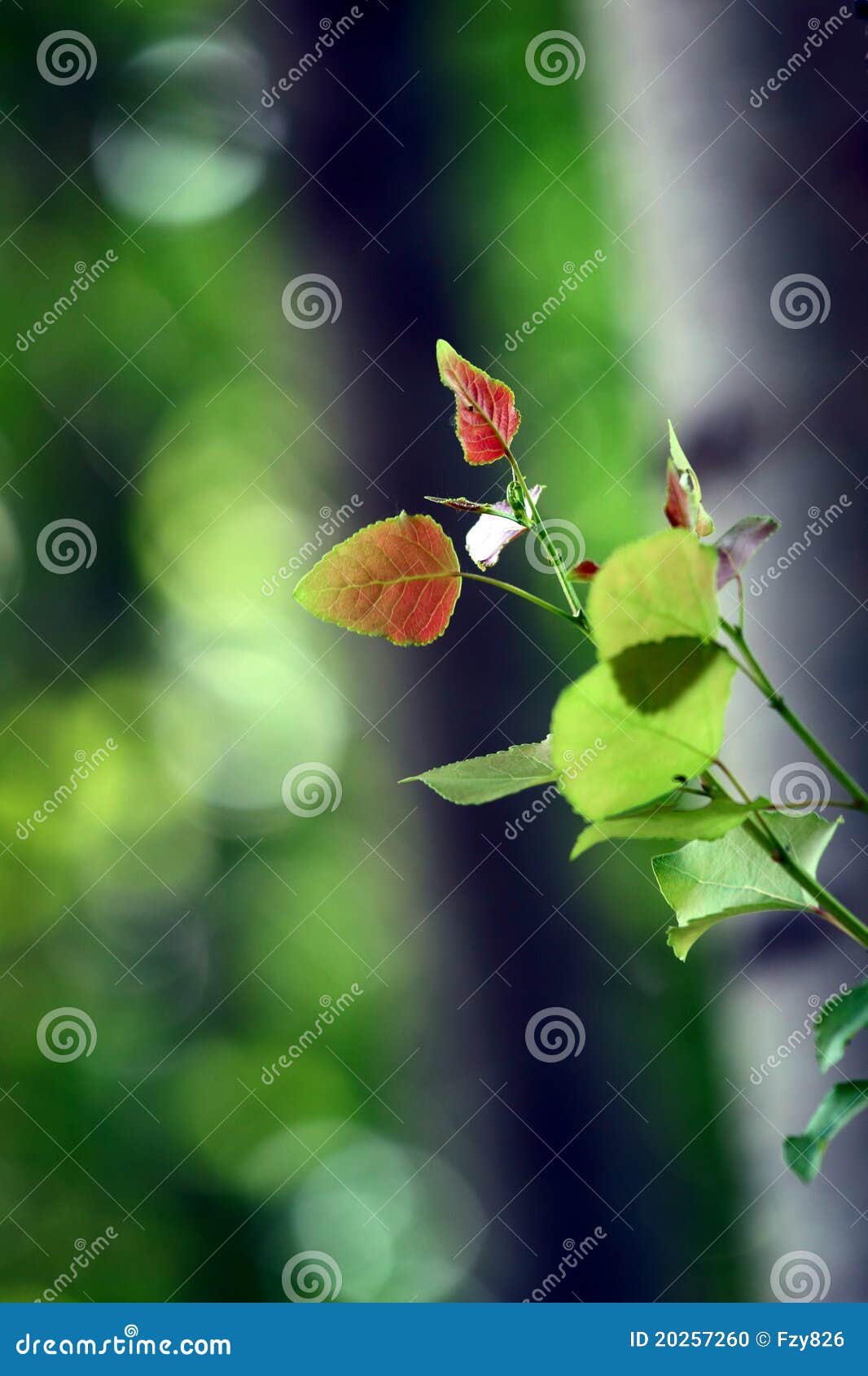 Poplar leaf stock photo. Image of beginning, natural - 20257260