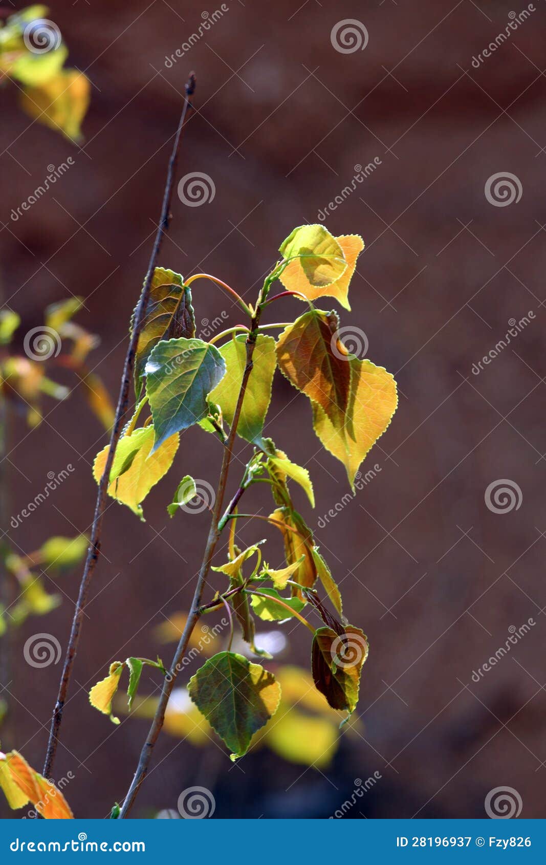 Poplar leaf stock image. Image of leaves, colors, cultivate - 28196937