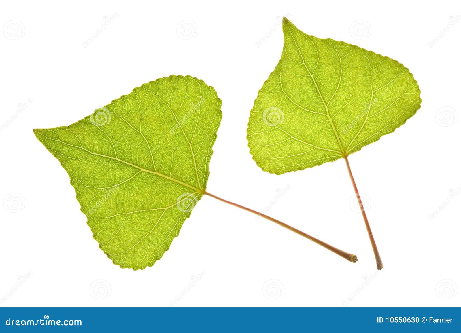 Poplar leaf on isolated stock photo. Image of botany - 10550630
