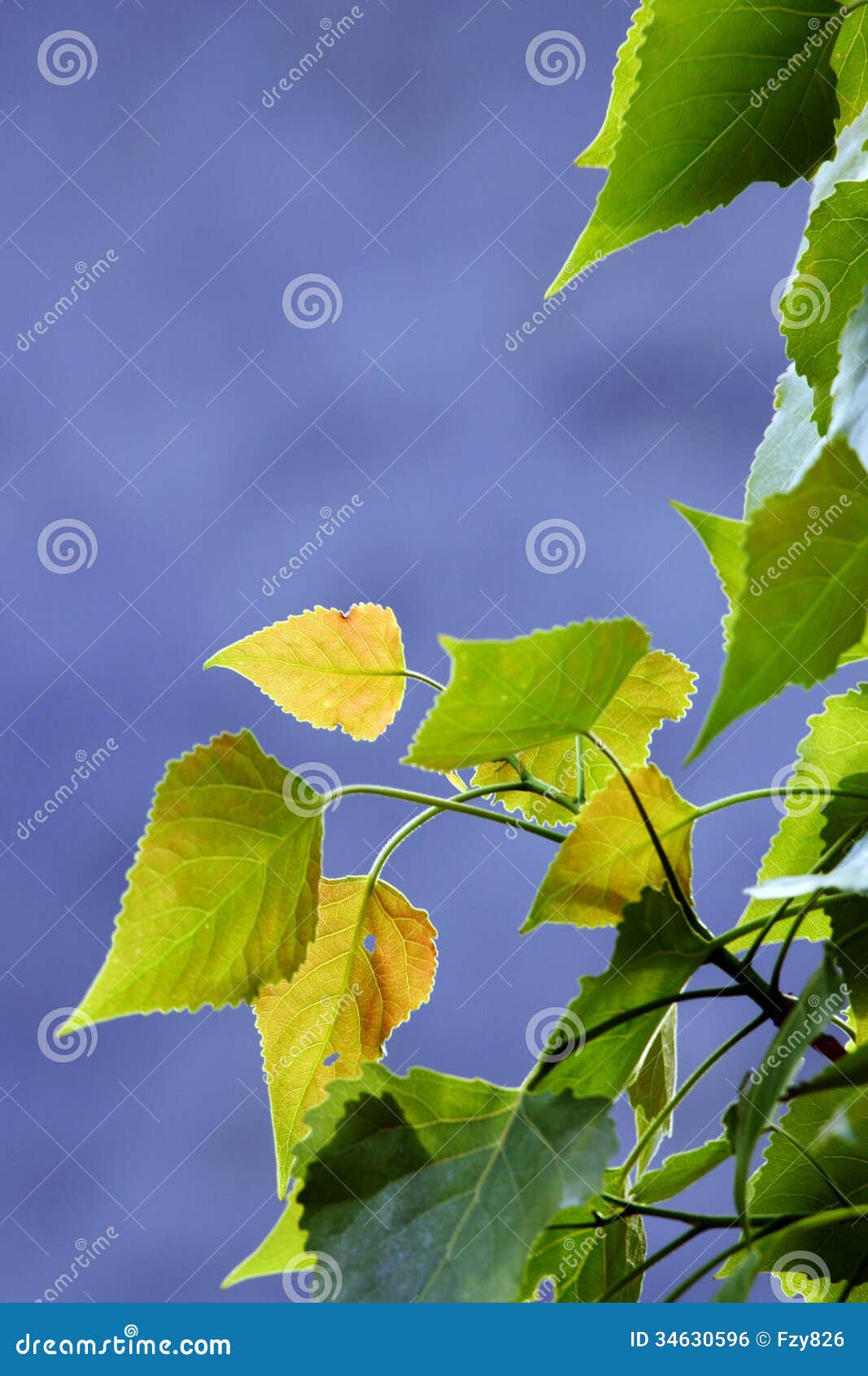 Poplar leaf stock photo. Image of close, growing, hearty - 34630596