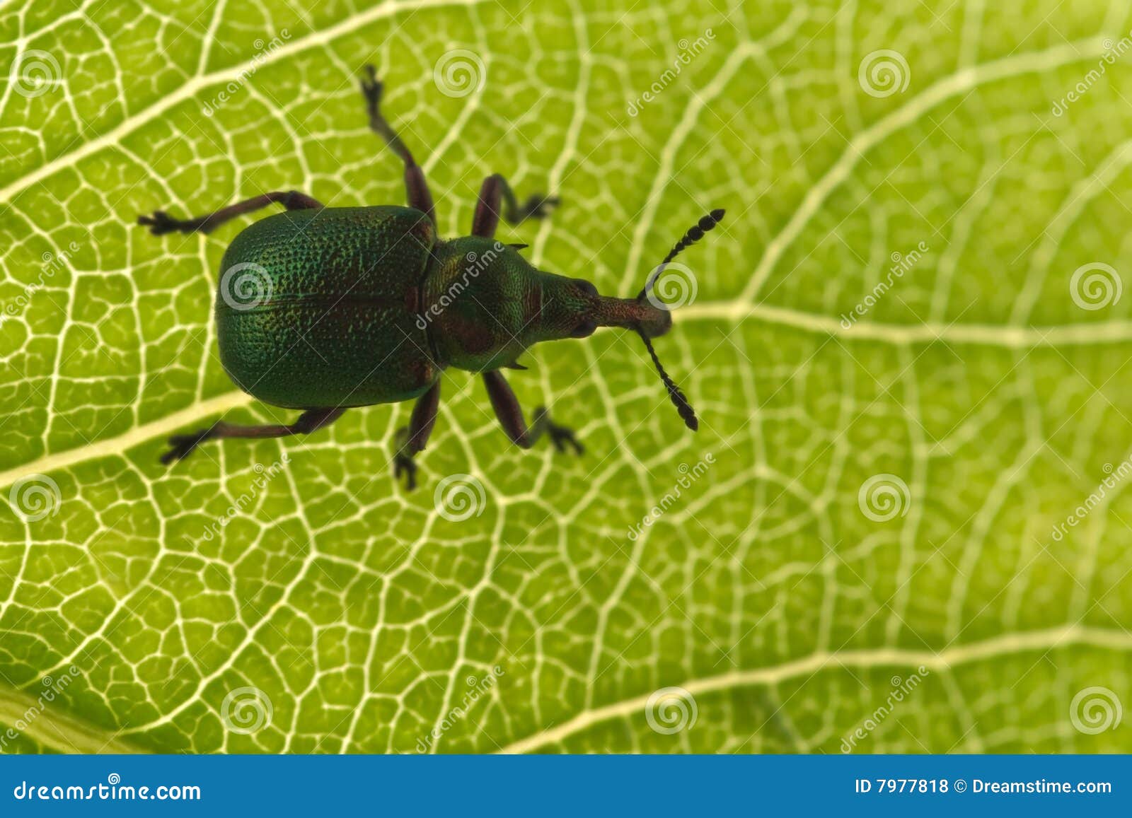 Poplar leaf roller bug stock photo. Image of leaf, bronze - 7977818