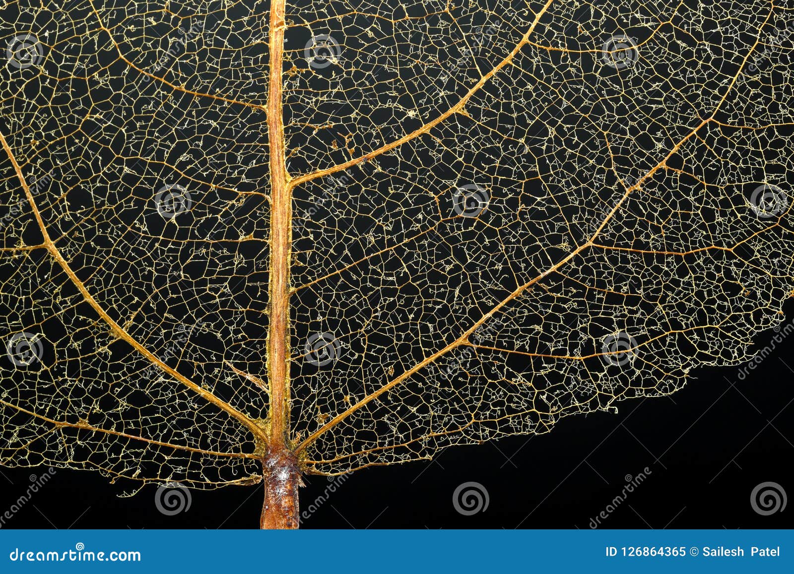 Poplar Leaf Skeleton on Black Background Stock Image - Image of pattern ...