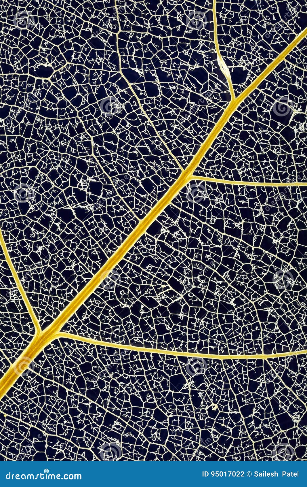 Poplar Leaf skeleton stock photo. Image of disintegrate - 95017022