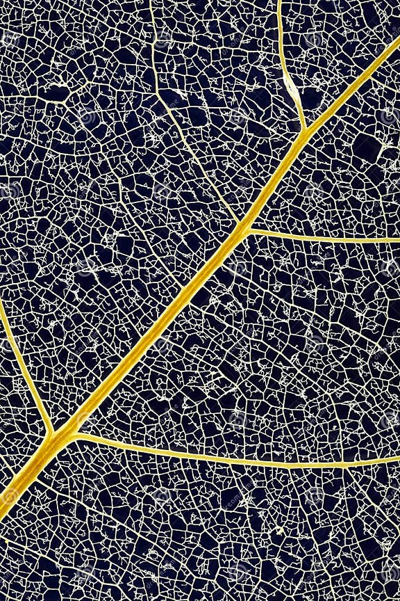 Poplar Leaf skeleton stock photo. Image of disintegrate - 95017022
