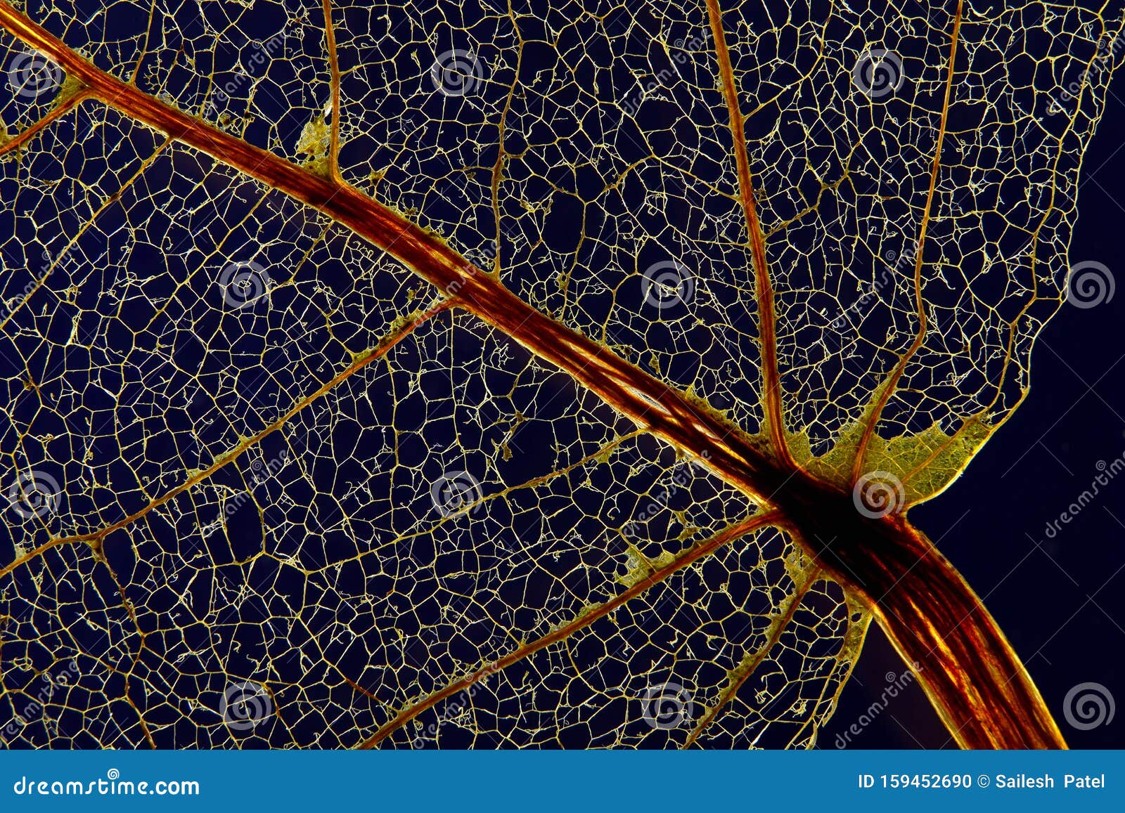 Poplar leaf skeleton stock photo. Image of rotten, structure - 159452690