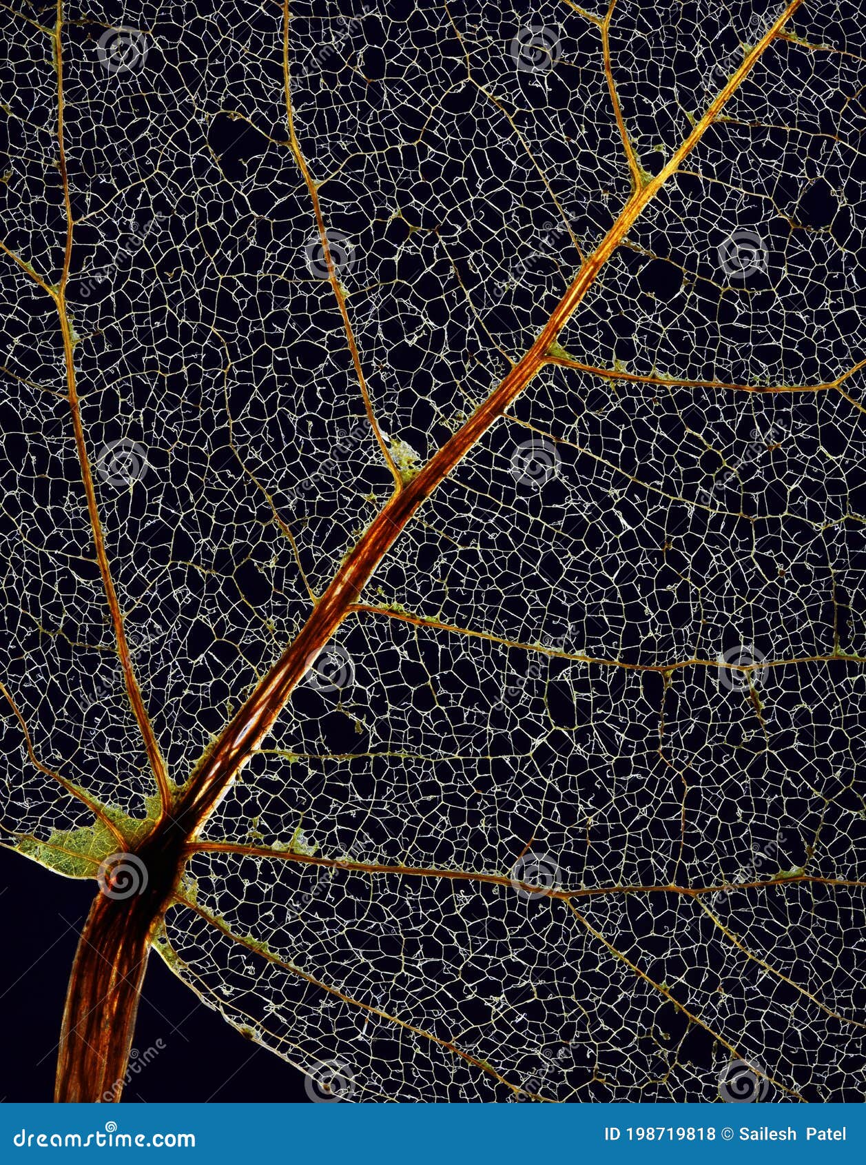 Poplar leaf skeleton stock photo. Image of pattern, veins - 198719818