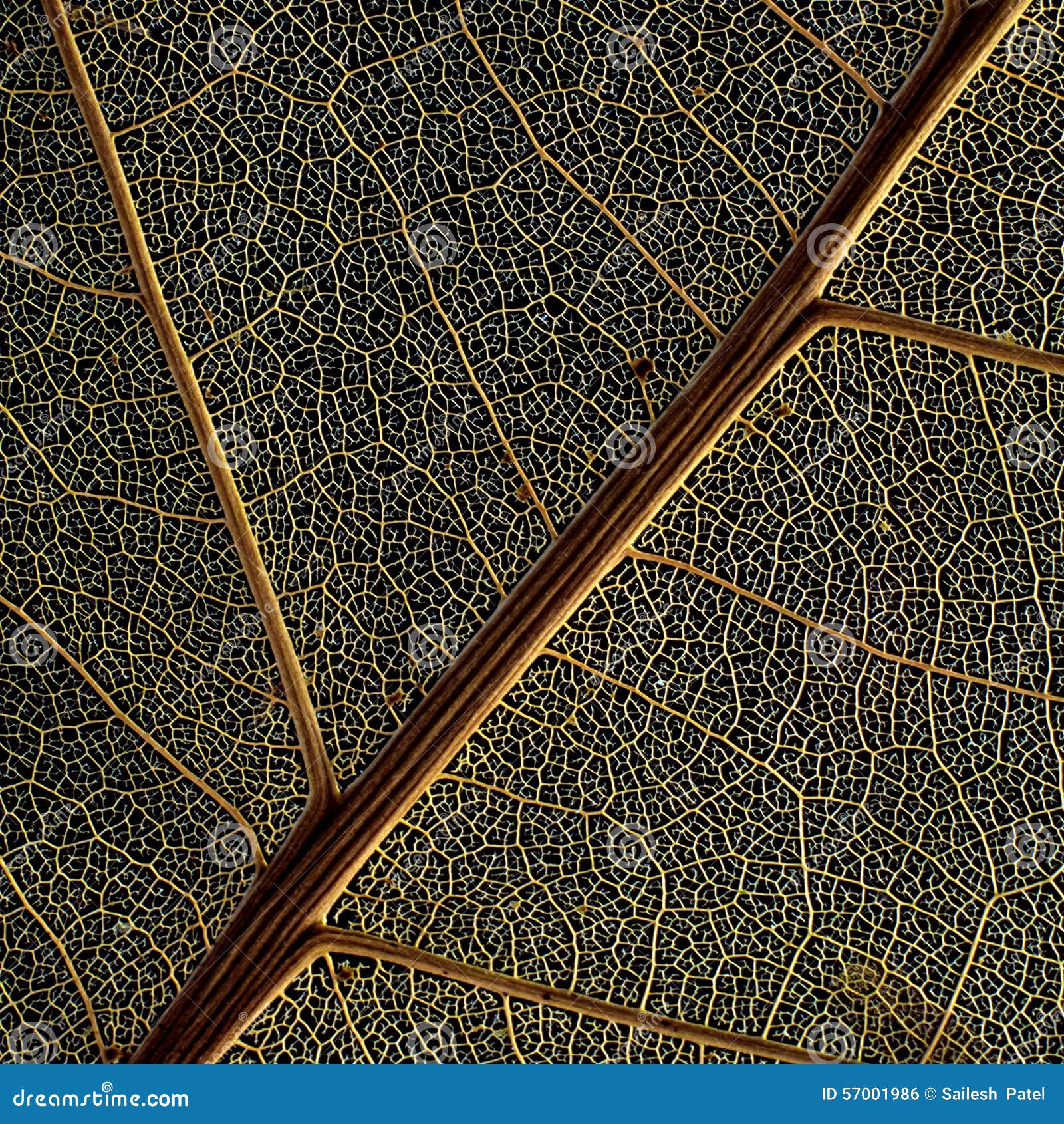 Poplar leaf stock photo. Image of tree, skeleton, poplar - 57001986