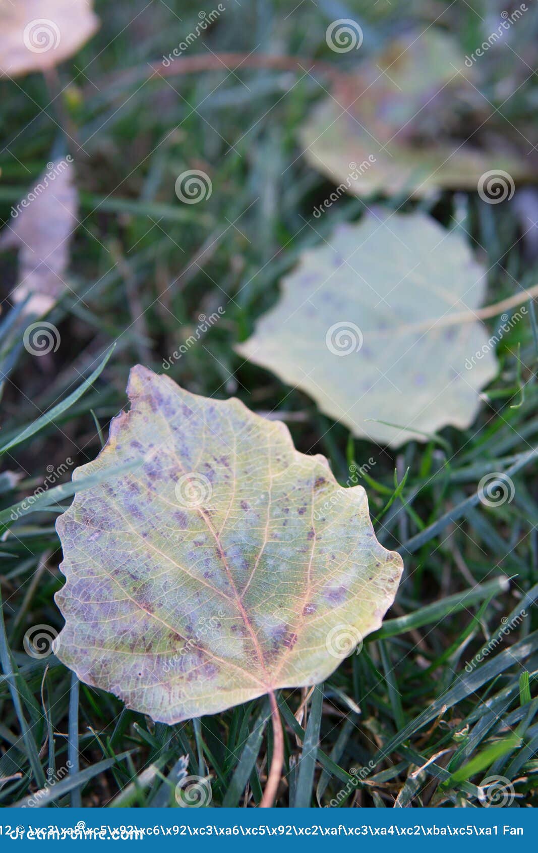 Poplar Leaves Falling on the Grass Stock Photo - Image of leaves ...