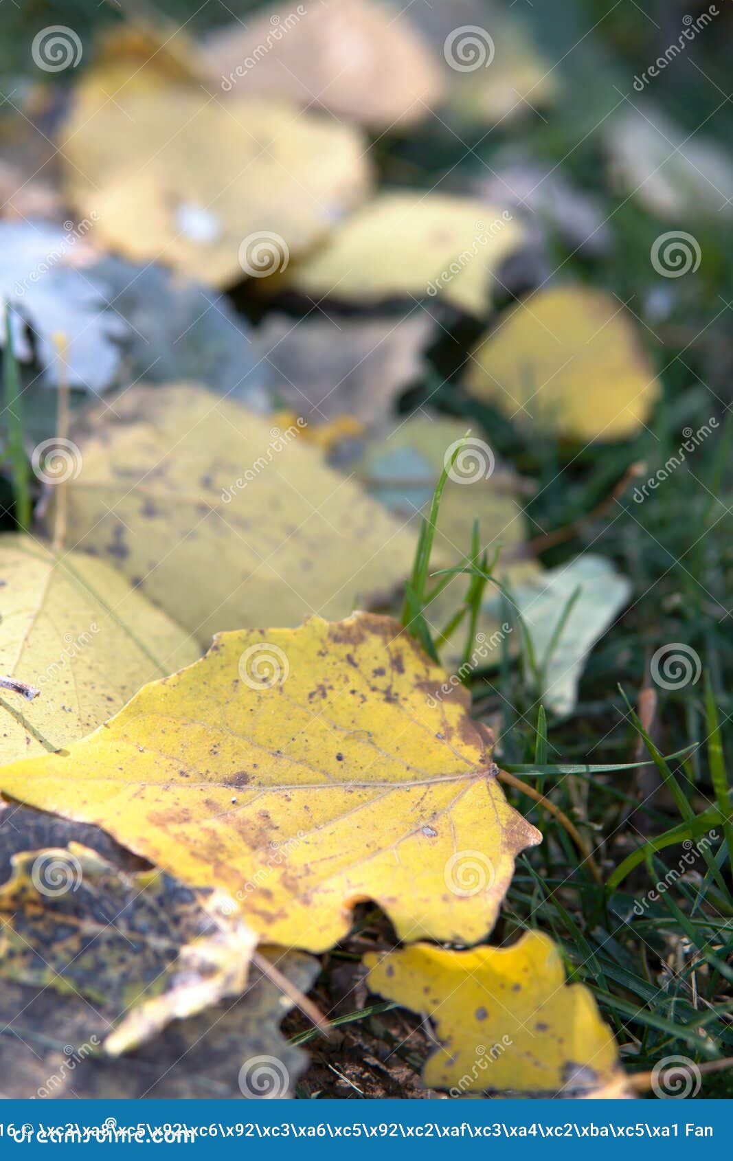 Poplar Leaves Falling on the Grass Stock Photo - Image of autumn ...