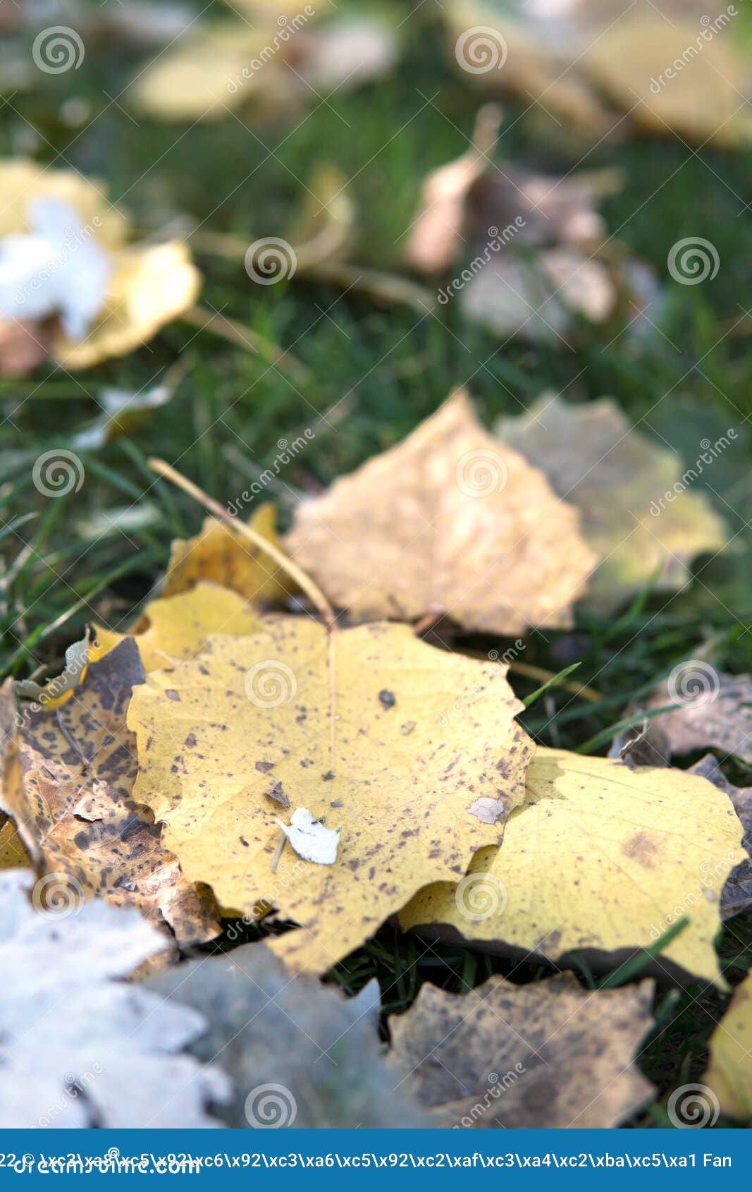 Poplar Leaves Falling on the Grass Stock Photo - Image of falling ...