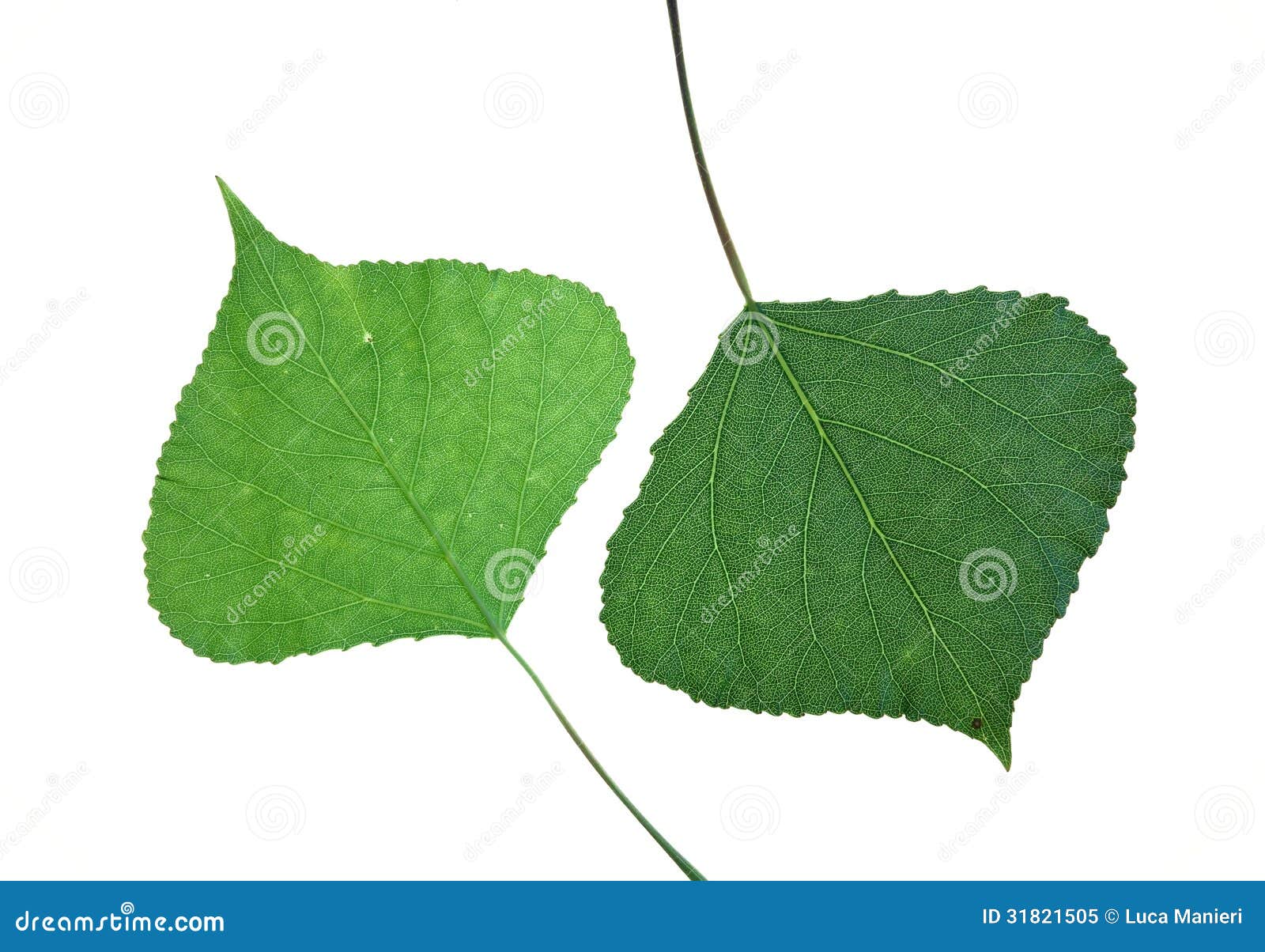 Poplar leaves stock image. Image of isolated, plant, nature - 31821505