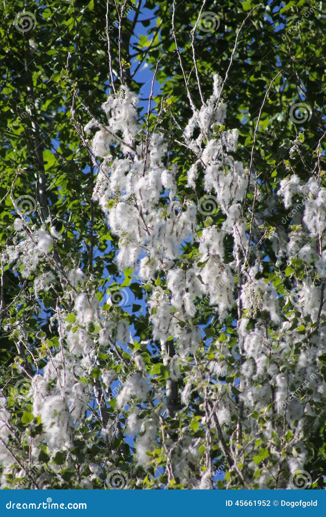 Poplar pollen stock photo. Image of pollen, flying, trees - 45661952