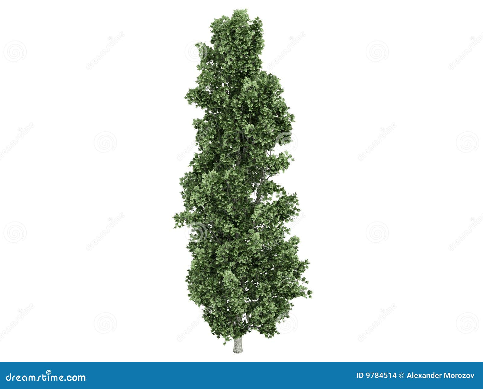 Populus Tree Stock Illustrations – 200 Populus Tree Stock Illustrations ...