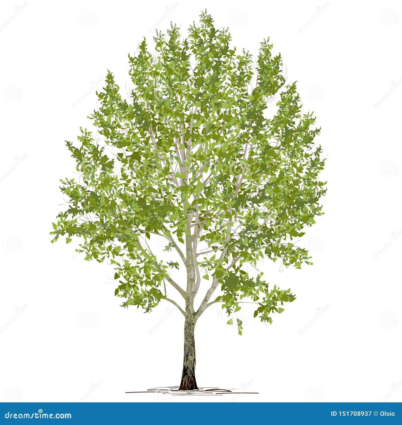 Poplar Populus Nigra And Tulip Poplar Liriodendron Tulipifera Or ...