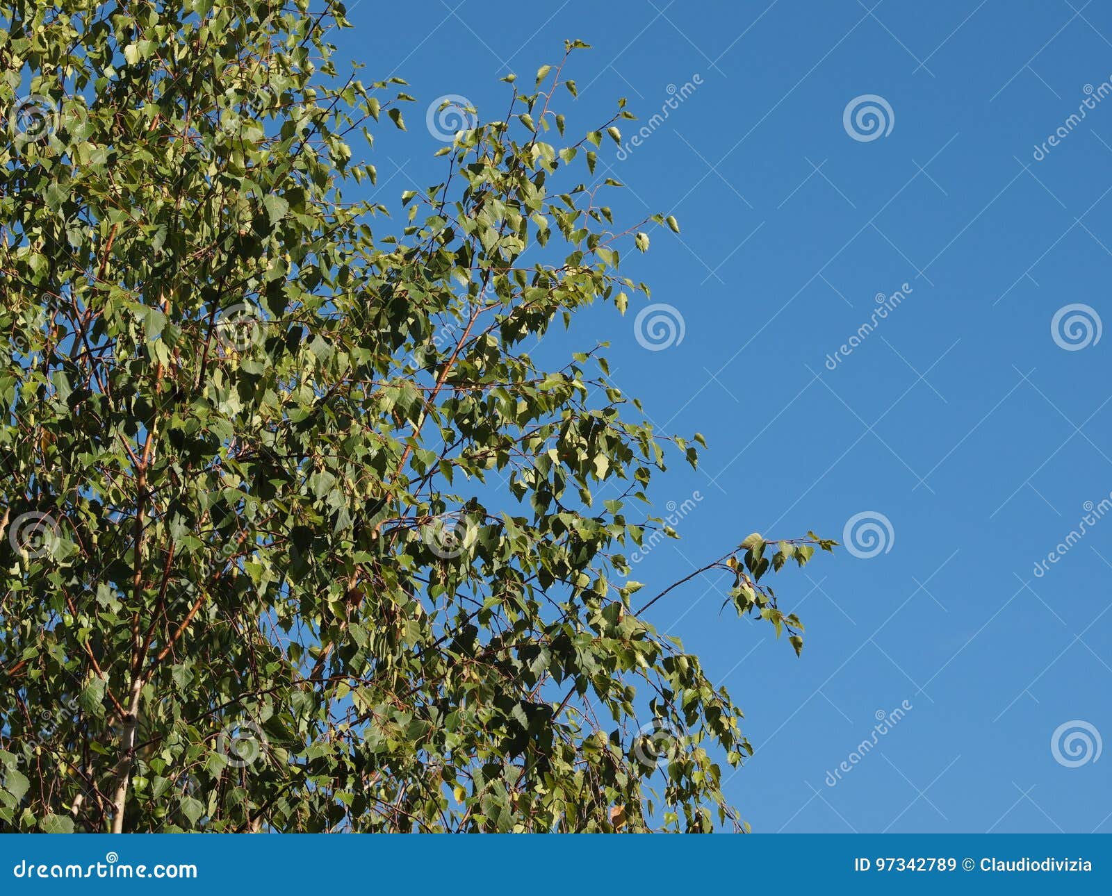 Poplar (Populus) Tree Over Blue Sky Stock Image - Image of plantae ...
