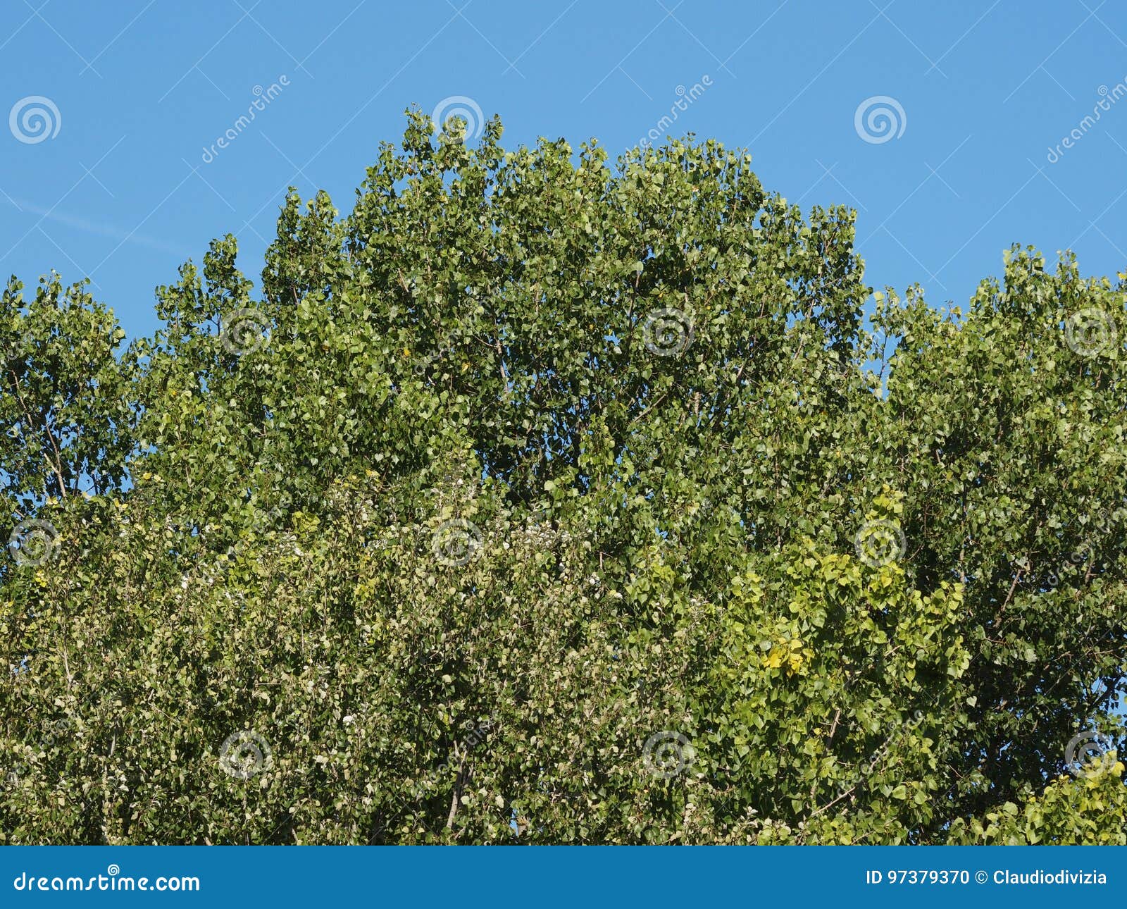 Poplar (Populus) Tree Over Blue Sky Stock Photo - Image of poplar, tree ...
