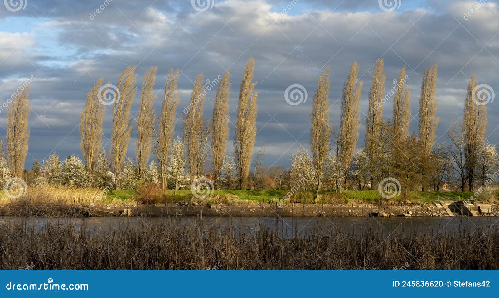Poplar Populus Trees Growing on the River Bank. Cottonwood Trees in a ...