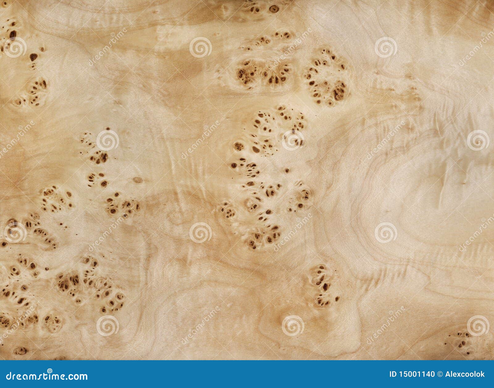 Poplar root stock photo. Image of natural, decor, panel - 15001140