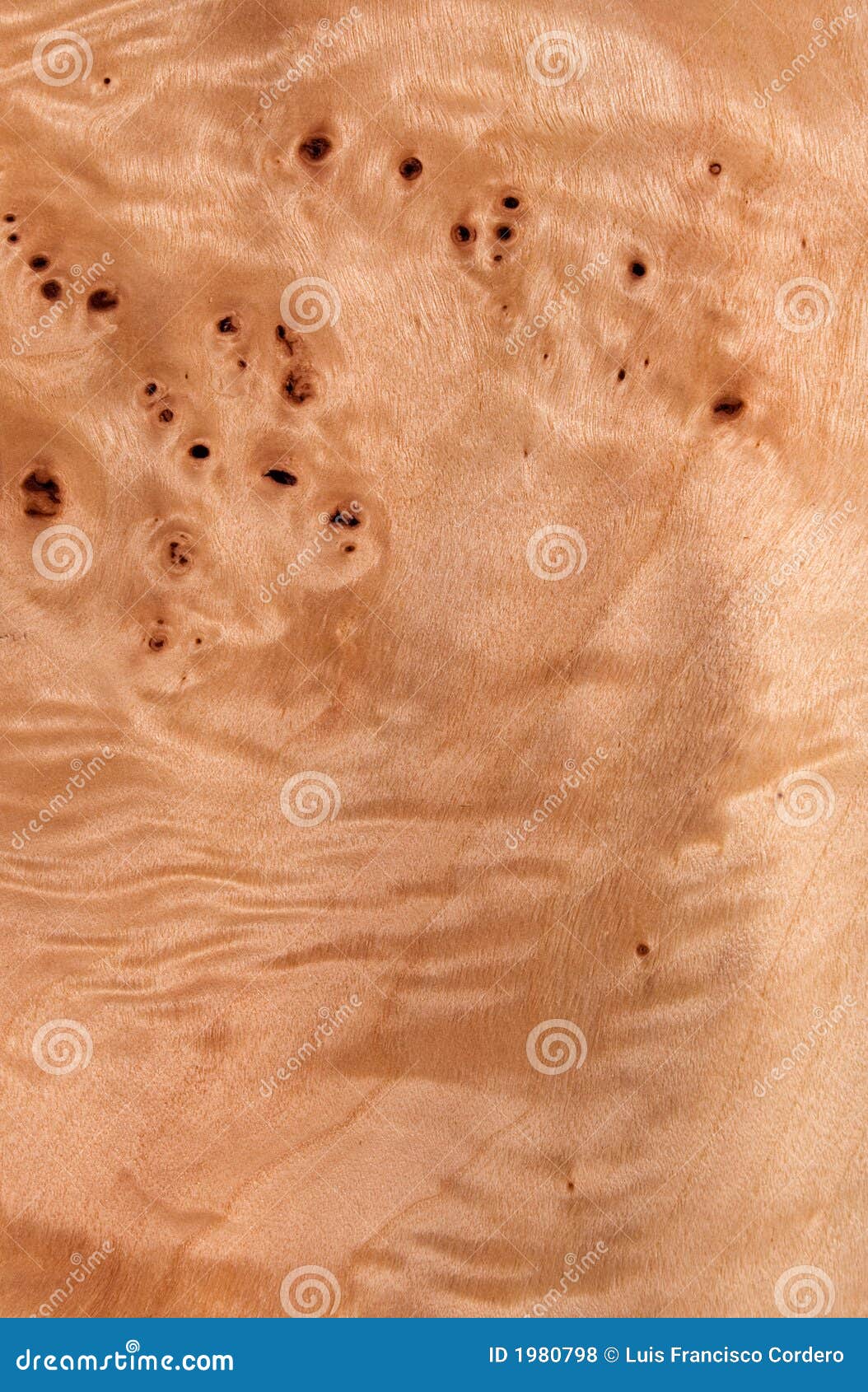 Poplar root stock photo. Image of chopo, smooth, pattern - 1980798
