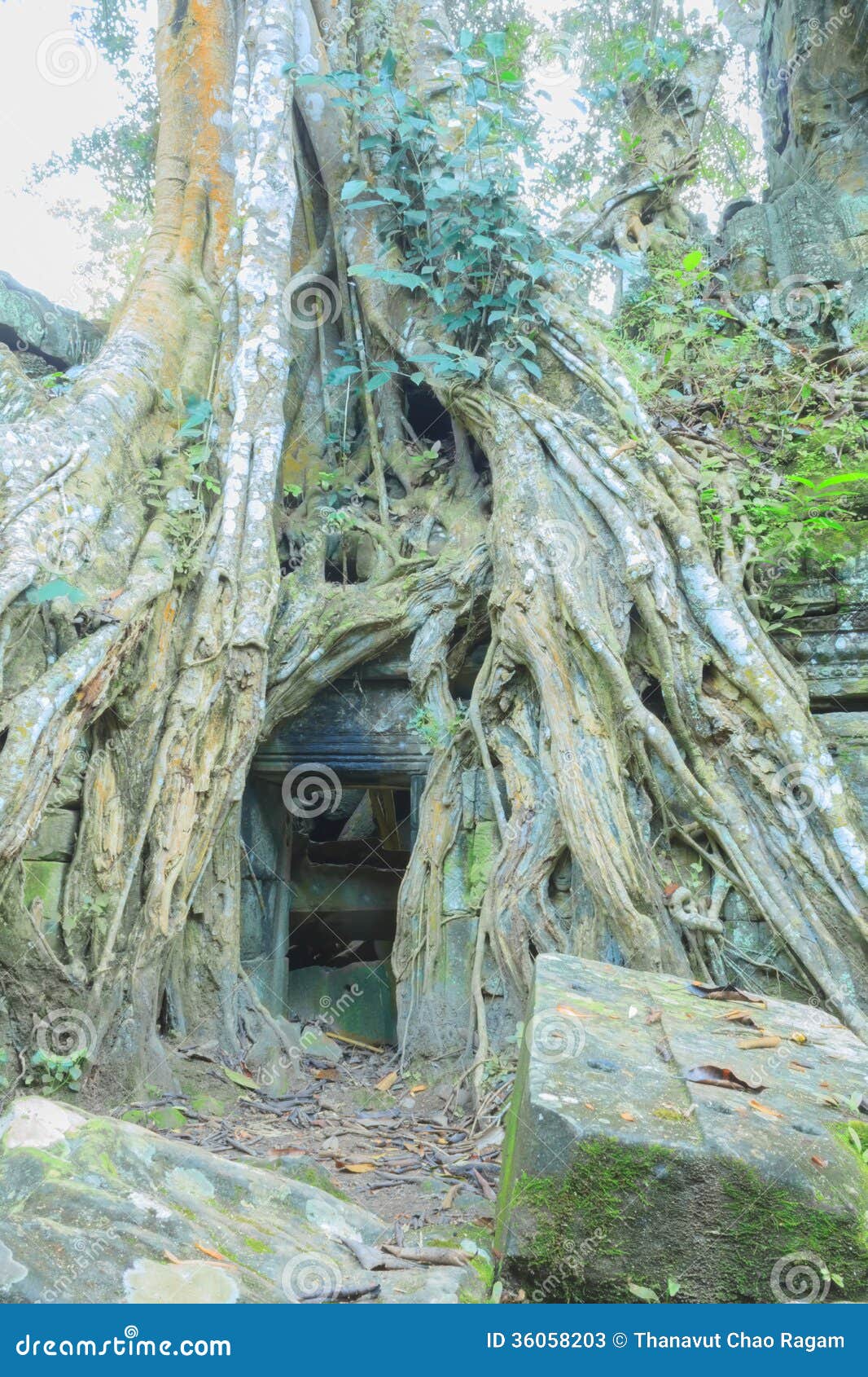 Poplar roots stock image. Image of arrangement, april - 36058203