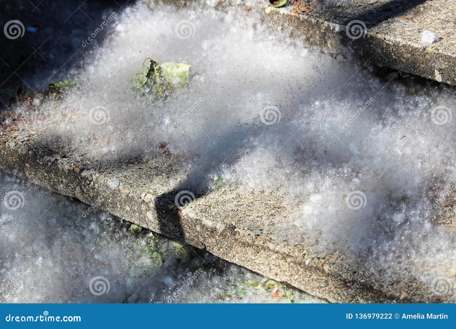 Poplar Seed Fluff Gathers On Concrete Stairs Stock Photography ...