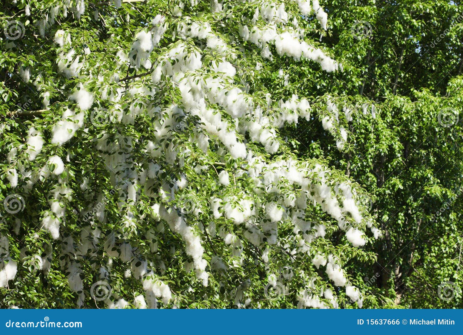 Poplar seed tufts stock photo. Image of branch, tree - 15637666