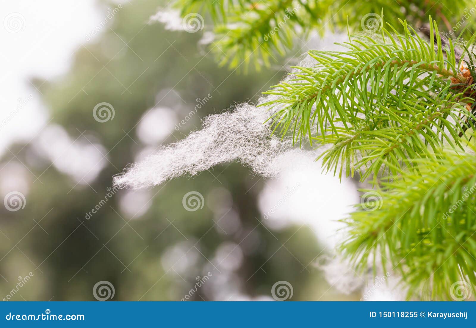 Poplar Seeds Trapped in Pine Needles Stock Image - Image of fluffy ...