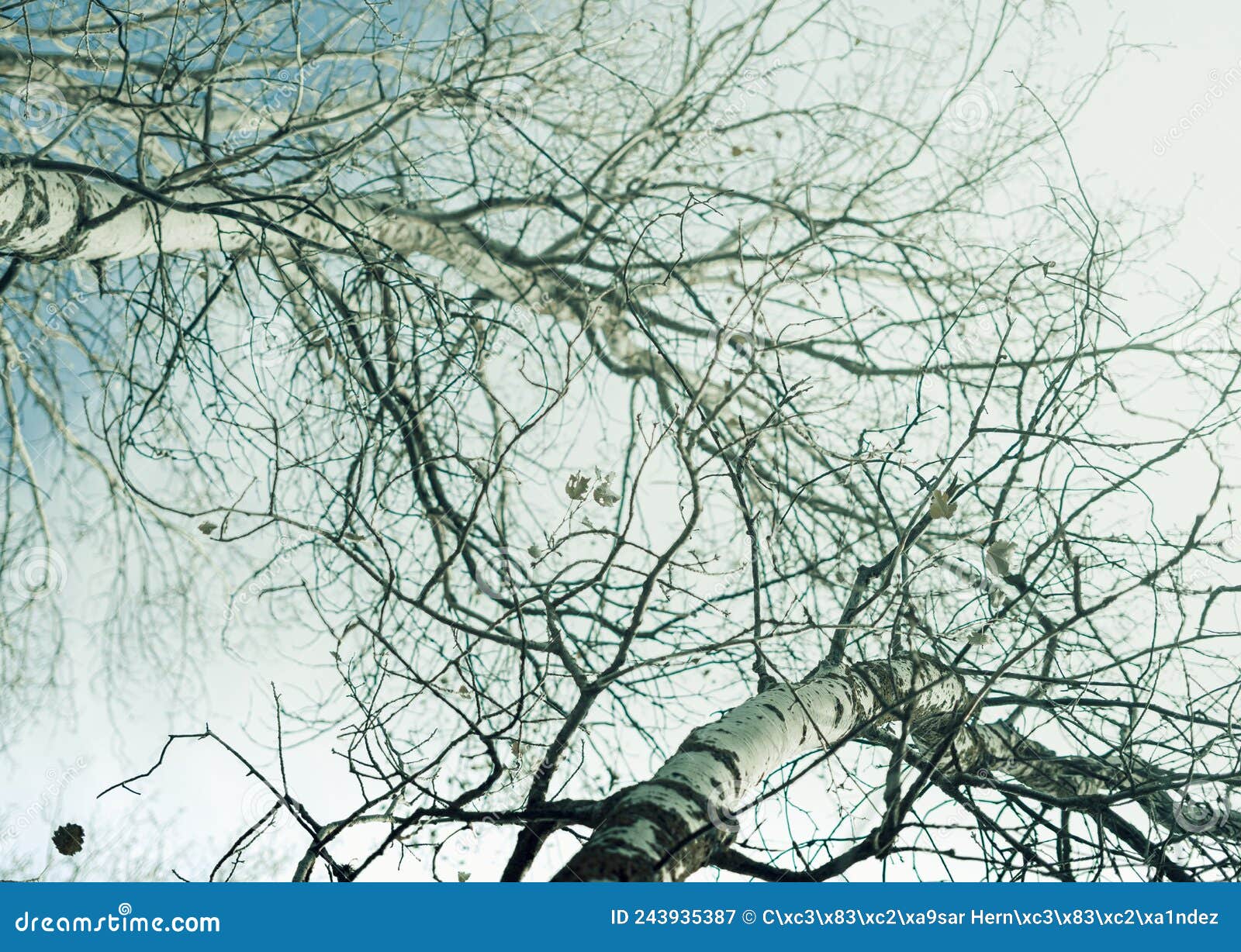 Poplar Seen from Above. Sky with Tree. Branches of Poplar Tree. Tree ...