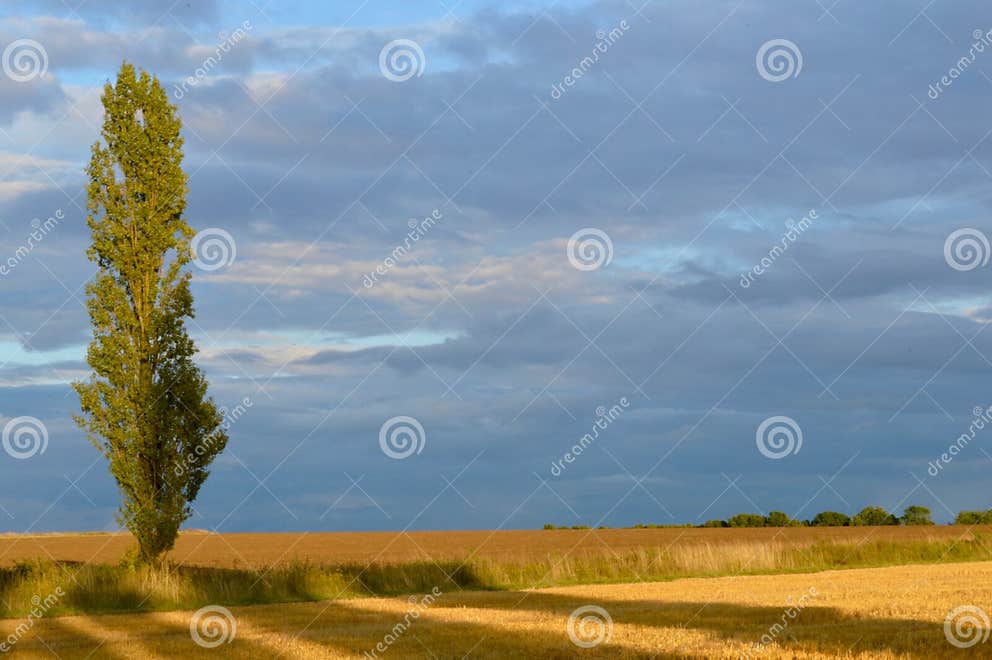 Poplar Shadows stock image. Image of clouds, tree, nature - 85356047