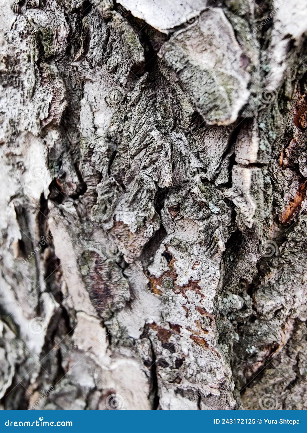 Poplar Texture with a Beautiful Pattern Stock Image - Image of texture ...