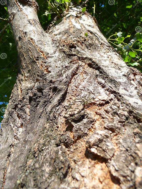 Poplar stock image. Image of protection, grotesque, skewed - 305364049