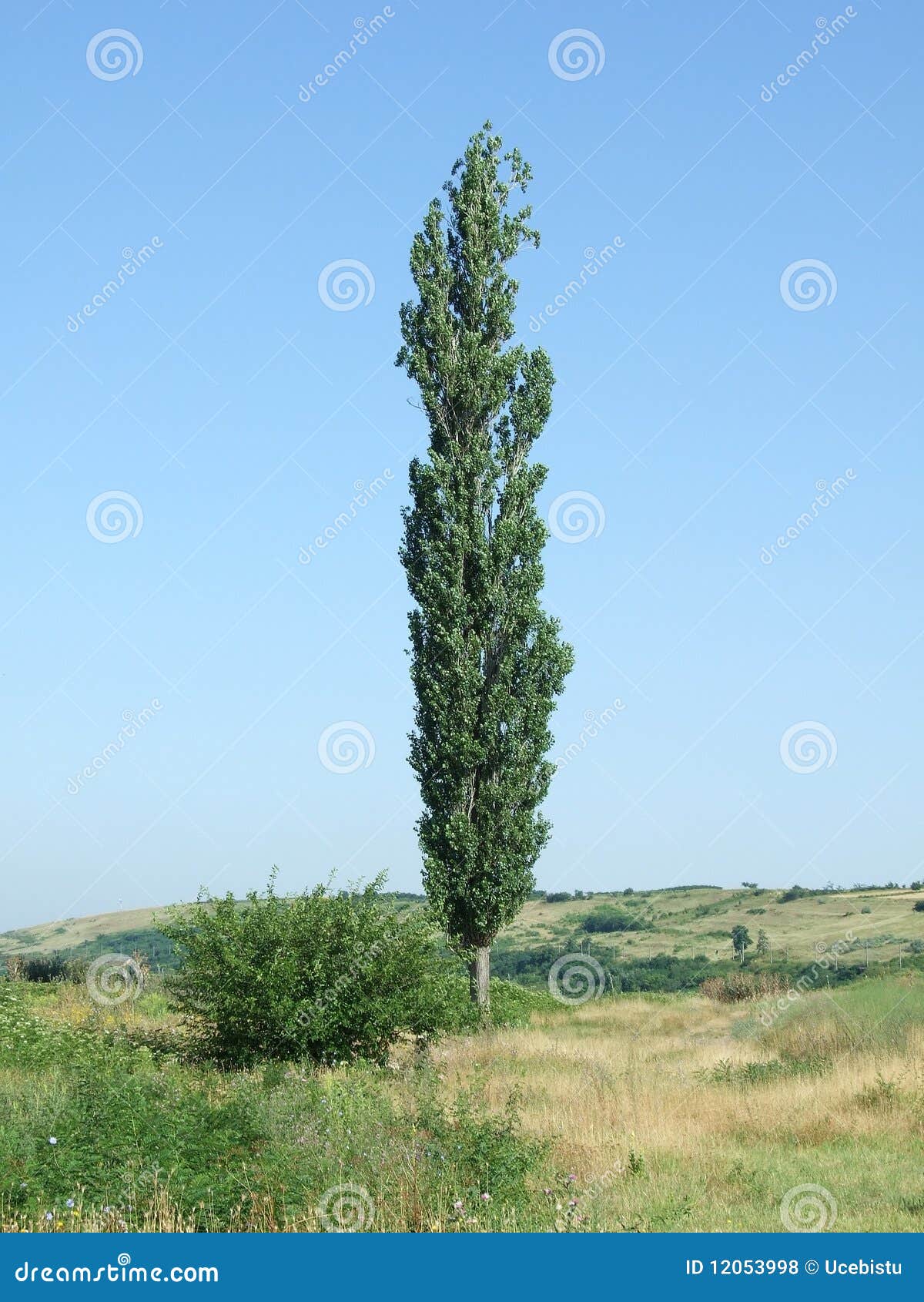 Poplar tree stock photo. Image of park, green, grass - 12053998
