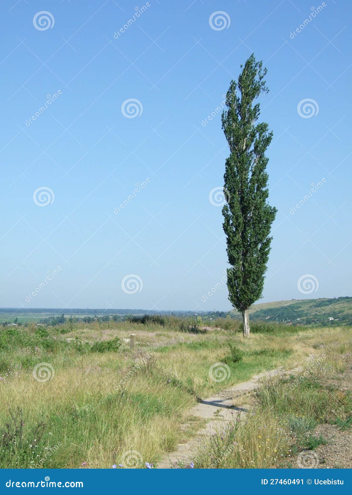 Poplar tree stock image. Image of land, forest, plant - 27460491