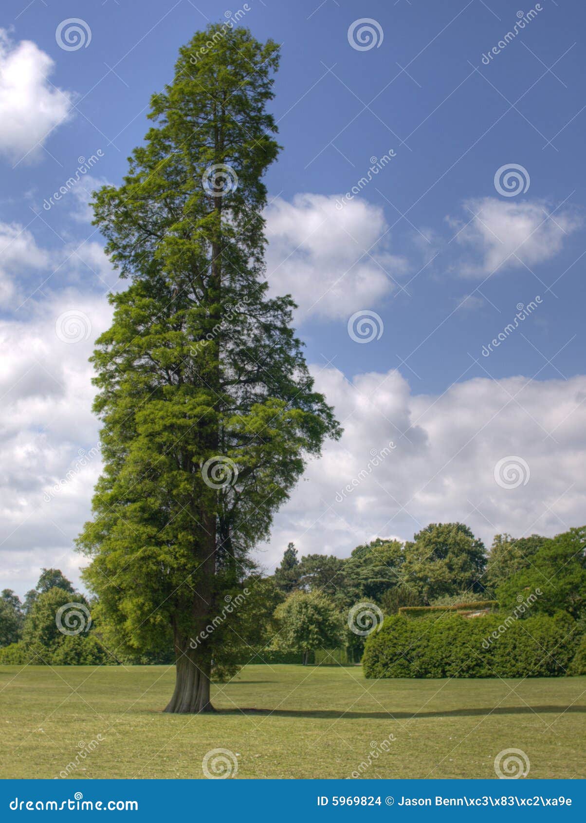 Poplar Tree stock photo. Image of lonely, land, clumber - 5969824