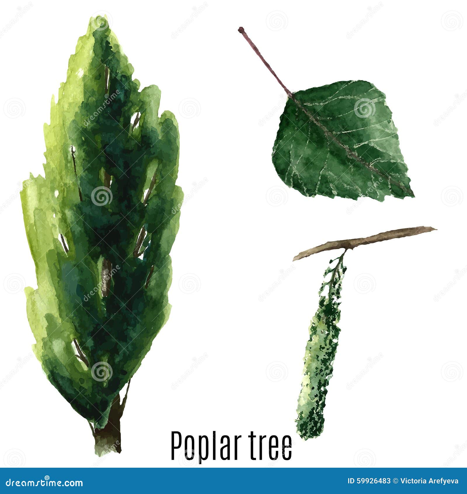 Poplar Tree Graphic Stock Illustrations – 2,224 Poplar Tree Graphic ...