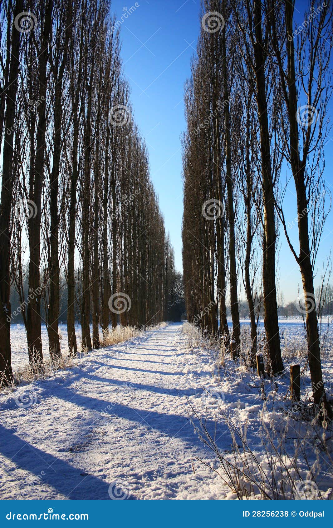 Poplar Tree Alley In Winter Stock Photo - Image of frost, cool: 28256238