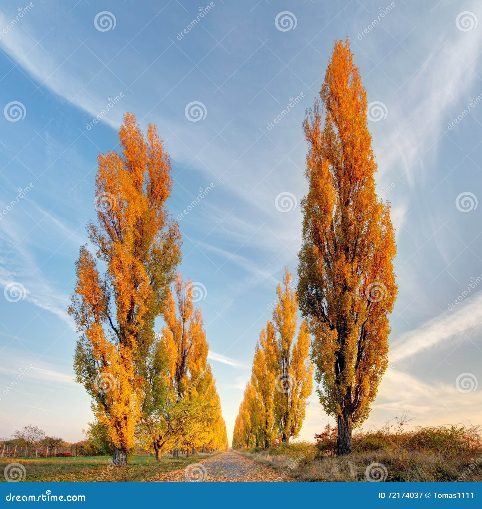Poplar tree at autumn stock image. Image of beauty, road - 72174037