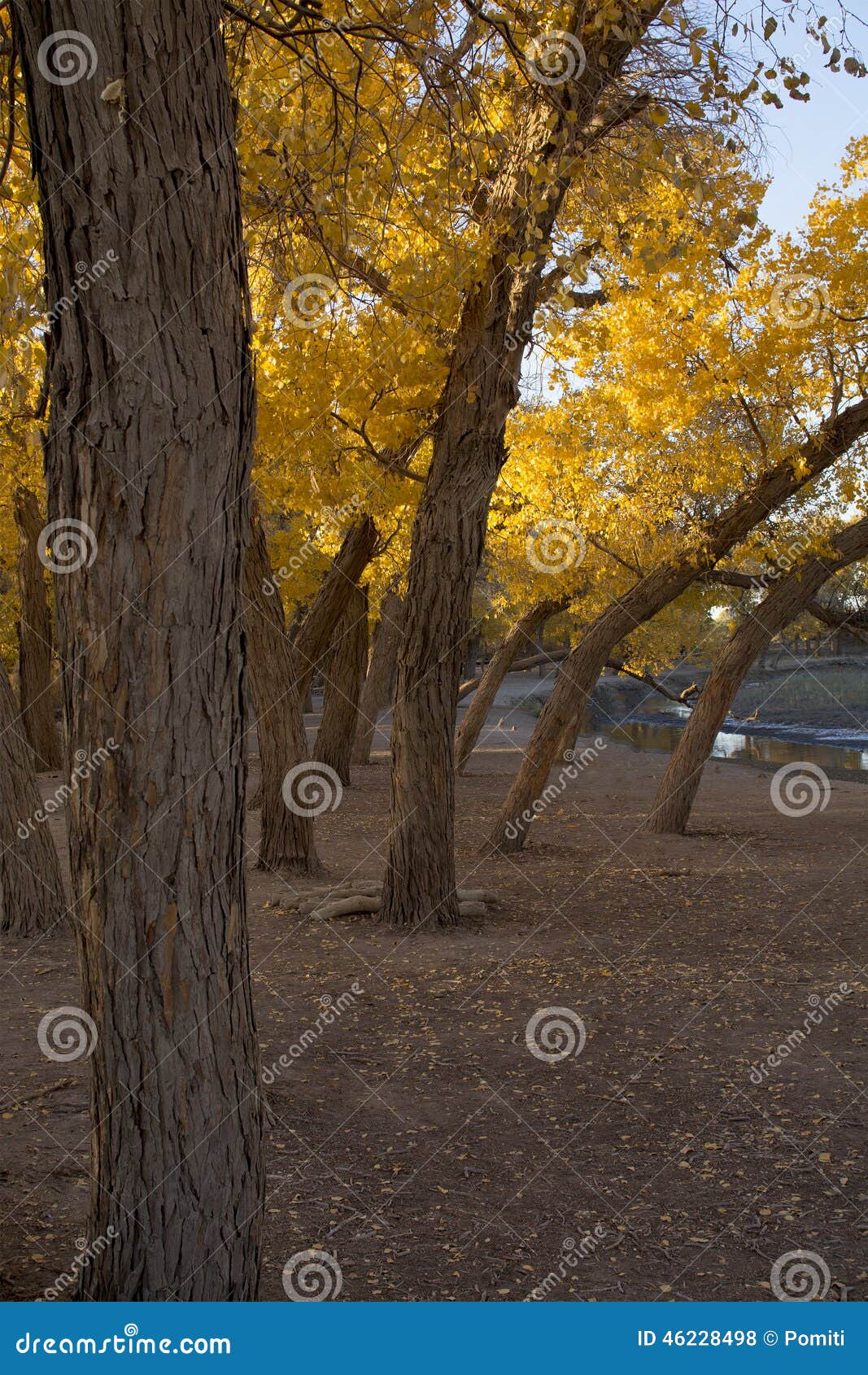 Poplar Tree in Autumn Season Stock Photo - Image of oasis, foliage ...