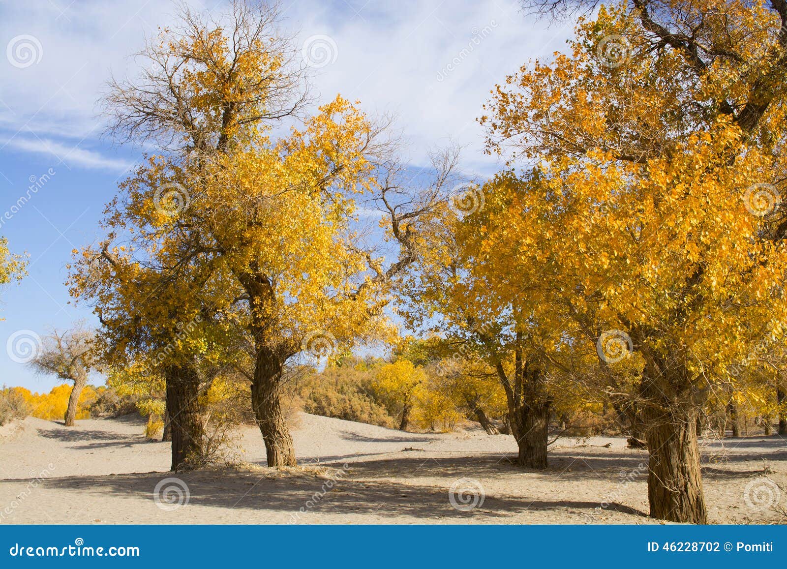 Poplar Tree in Autumn Season Stock Photo - Image of oasis, bright: 46228702