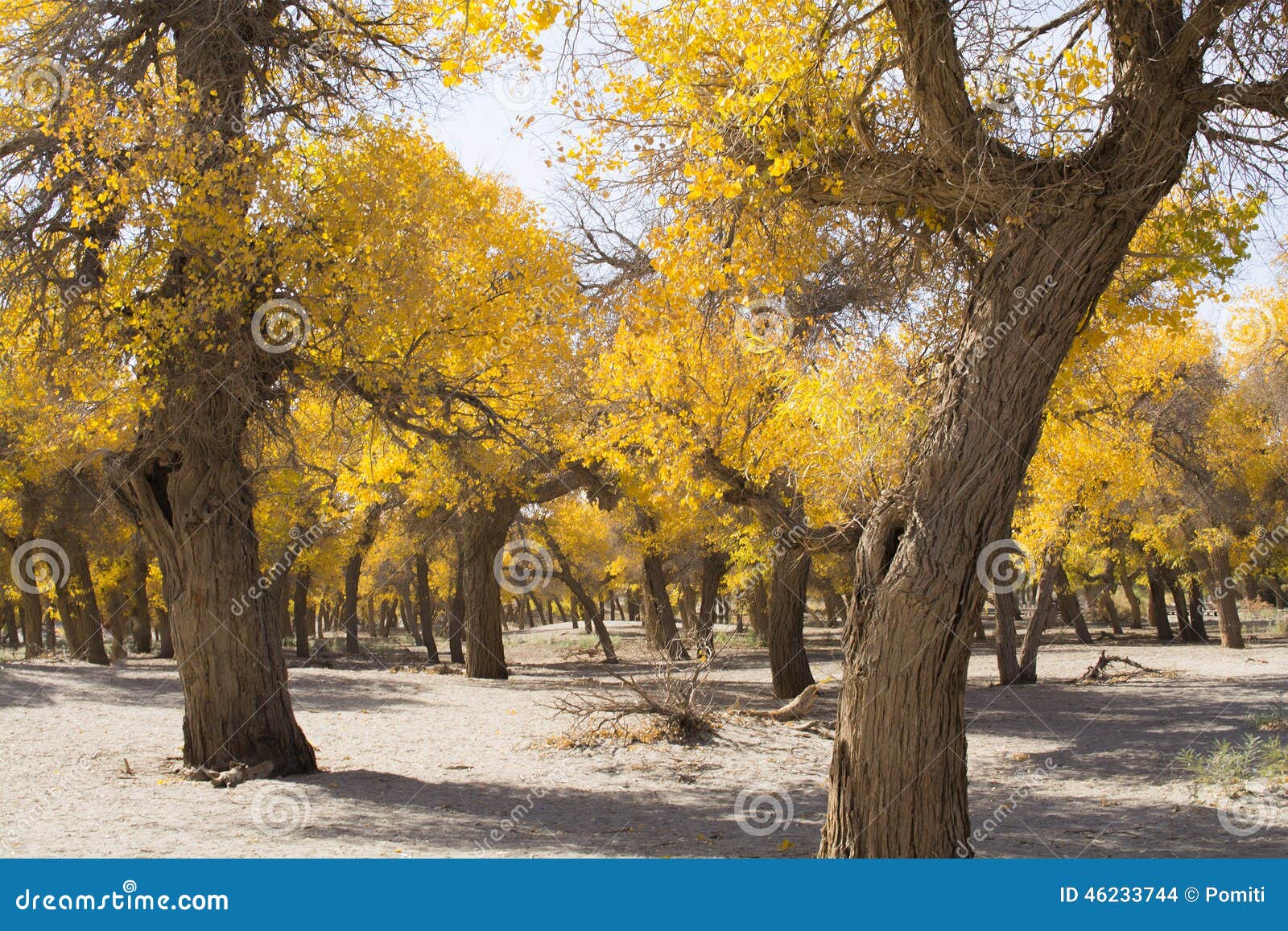 Poplar Tree in Autumn Season Stock Photo - Image of desert, changing ...