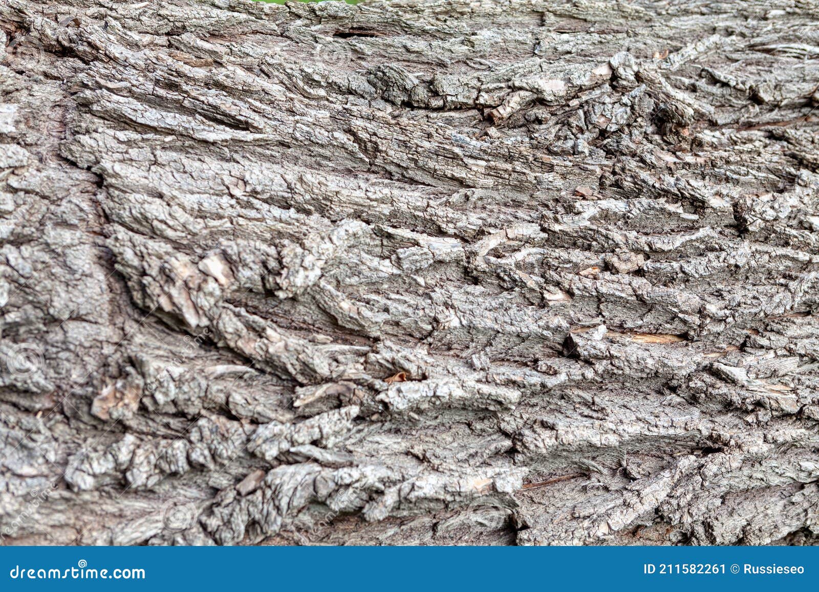 Poplar bark stock image. Image of texture, poplar, backgrounds - 211582261