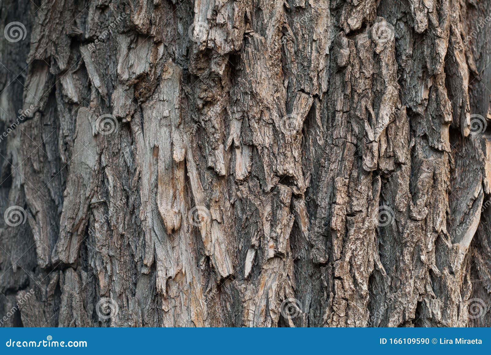 Poplar Bark Tree Texture Background Stock Photo - Image of sunny, trunk ...