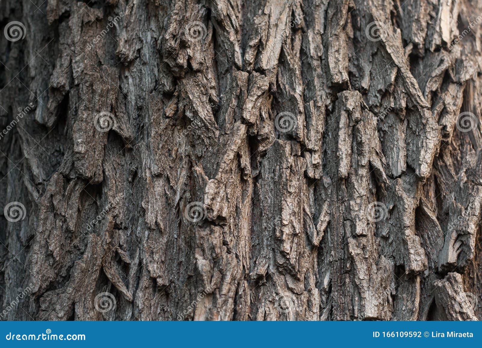 Poplar Bark Tree Texture Background Stock Photo - Image of closeup ...
